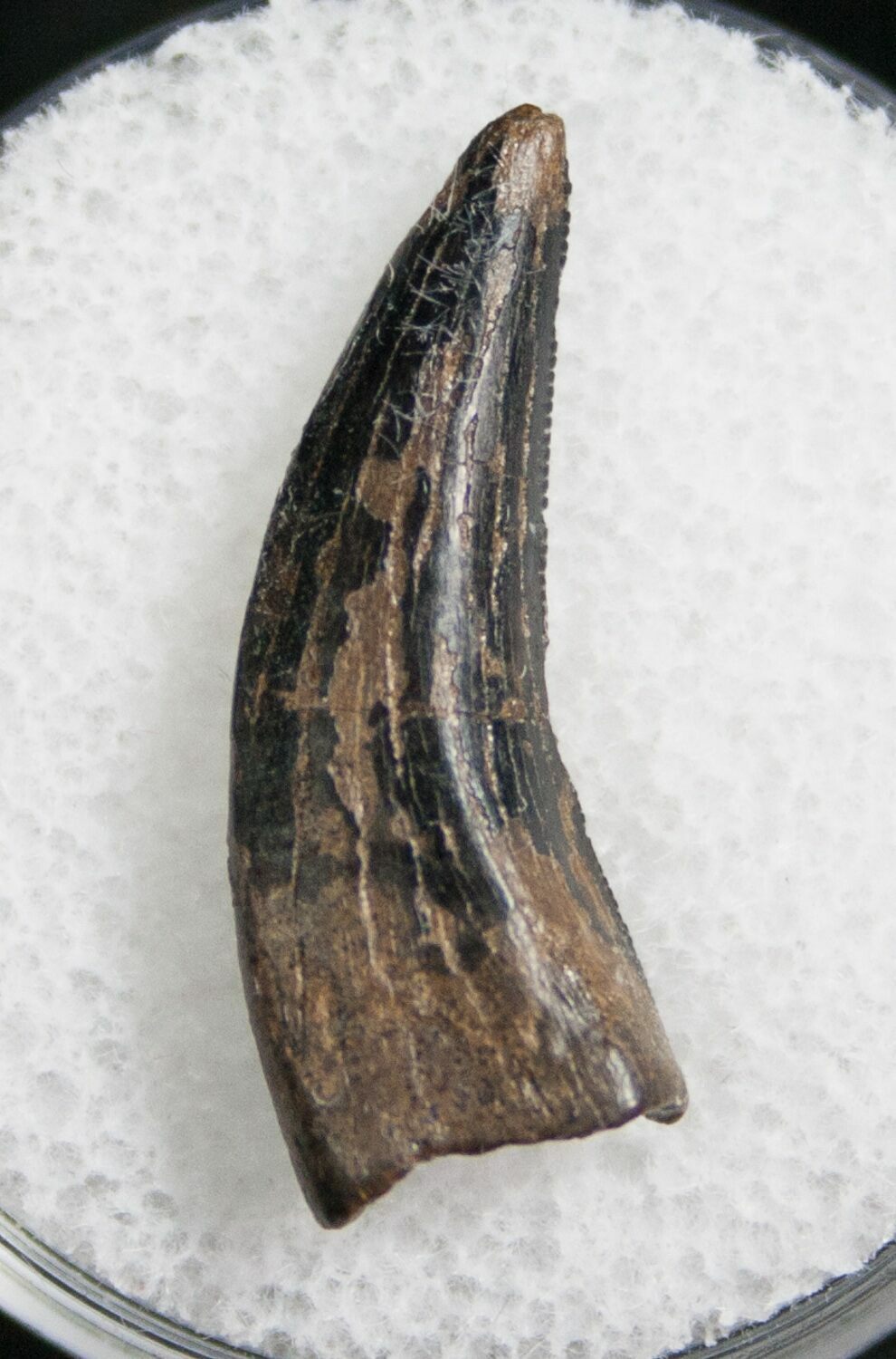.85" Dromaeosaur (Raptor) Tooth - Montana (#8356) For Sale - FossilEra.com