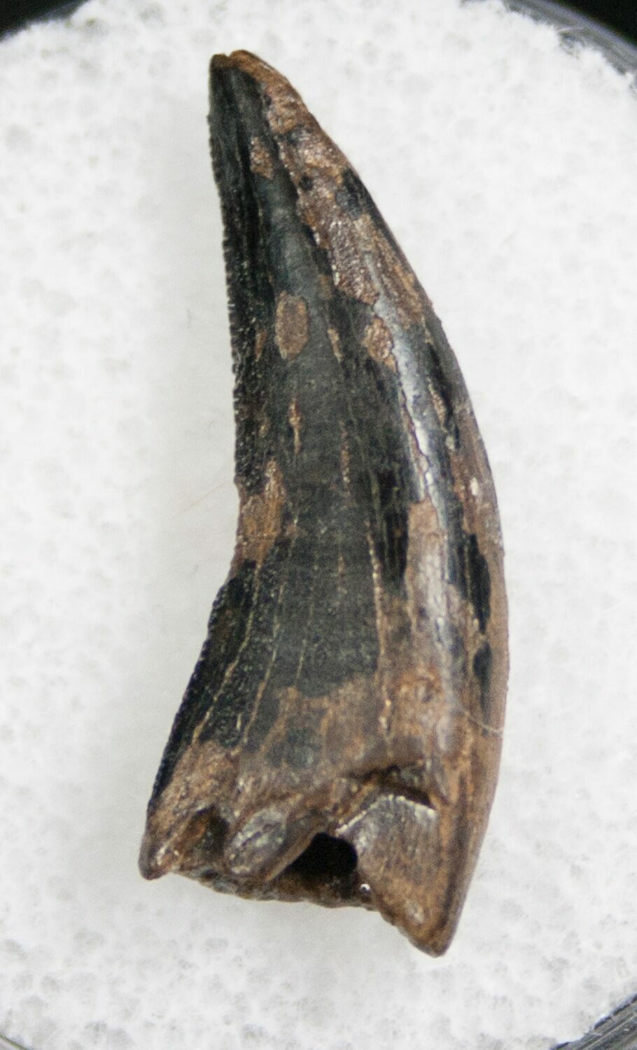 .85" Dromaeosaur (Raptor) Tooth - Montana (#8356) For Sale - FossilEra.com