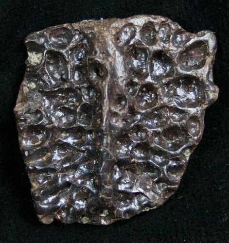 Leidyosuchus Dermal Scute - Cretaceous Crocodilian (#8359) For Sale ...