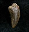 1.13 Inch Albertosaurus Tooth From Montana (#1378) For Sale - FossilEra.com