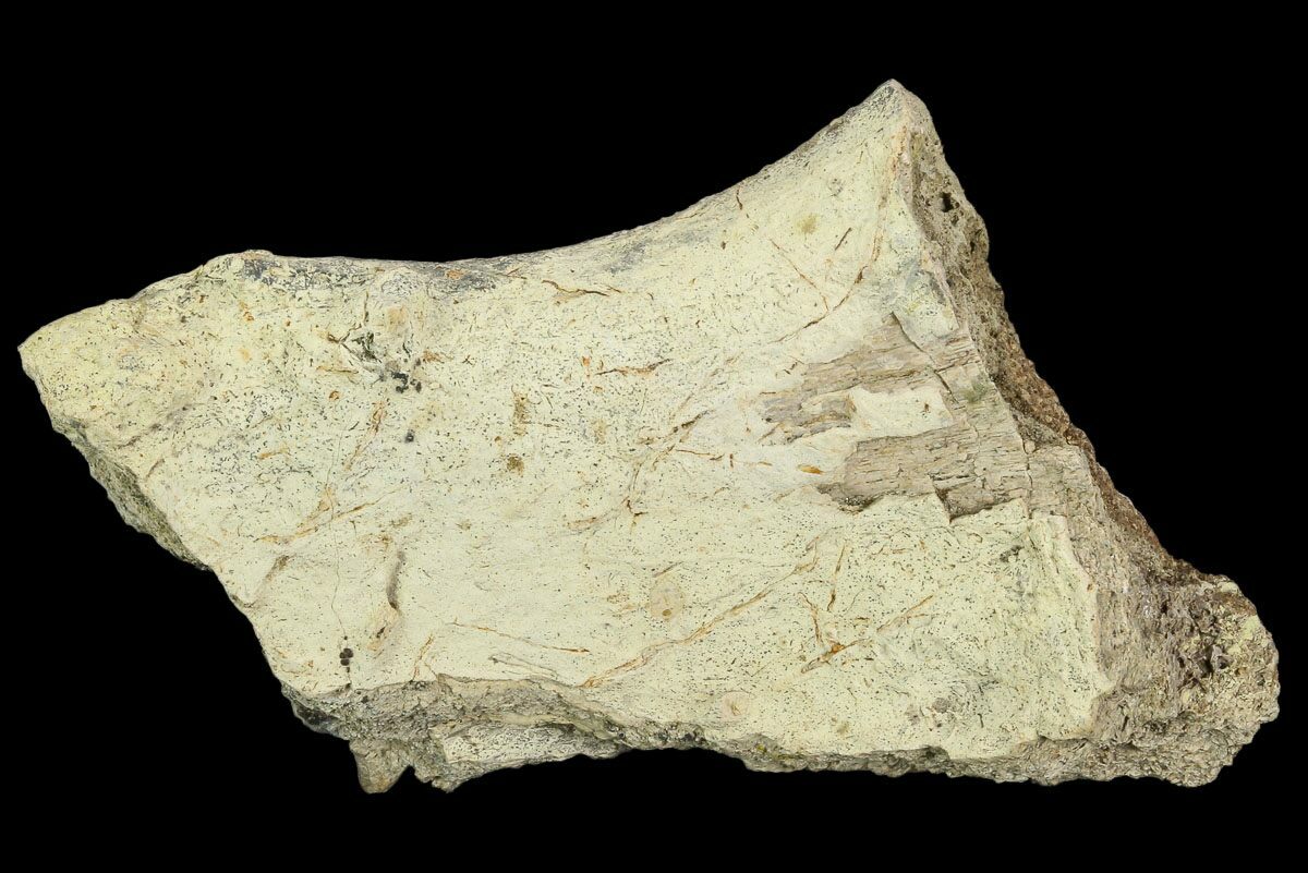 3.2" Unprepared Fossil Triceratops Bone Section - North Dakota (#120550 ...