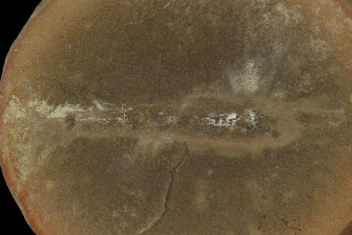 1.8" Fossil Shrimp (Palaeocaris) - Illinois (#120924) For Sale ...