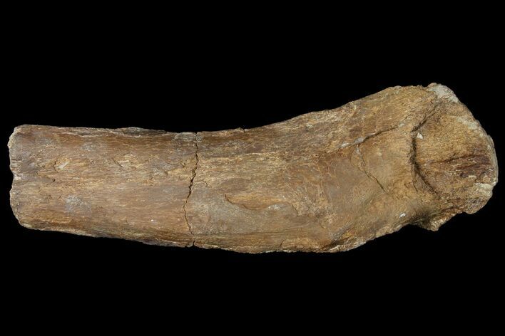 4.7" Mosasaur (Platecarpus) Vertebra Process - Kansas (#121992) For ...