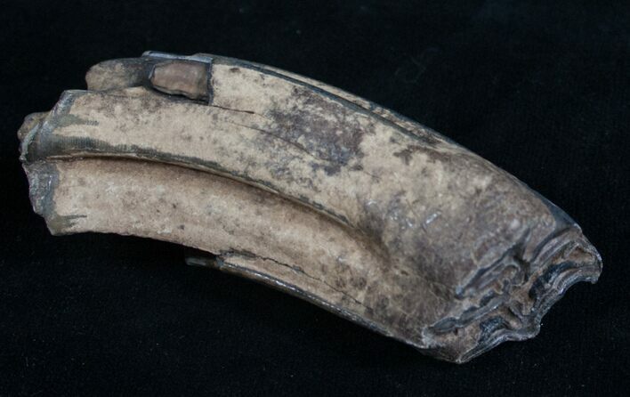 Pleistocene Fossil Horse Tooth - Florida (#8536) For Sale - FossilEra.com