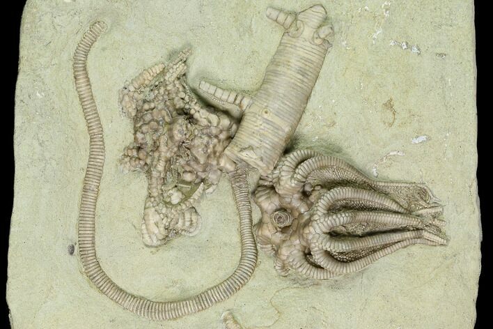 Three Crinoids (Agaricocrinus, Gilbertsocrinus & Taxocrinus) - Indiana ...