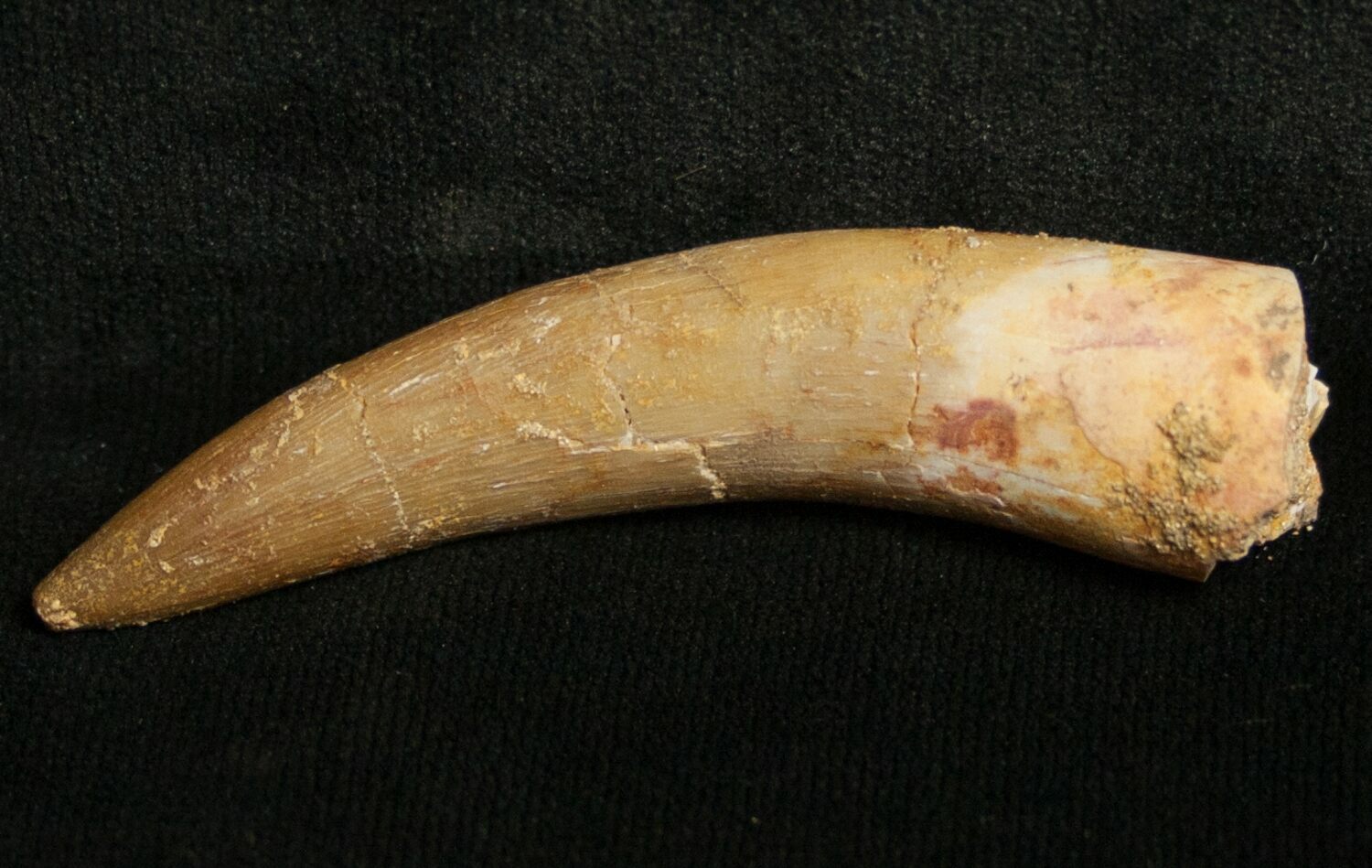 Large 2.17" Fossil Plesiosaur Tooth (#8670) For Sale - FossilEra.com