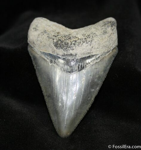 Amazing Venice Florida Megalodon Tooth (#1482) For Sale - FossilEra.com