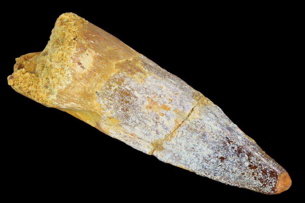 2.1" Spinosaurus Tooth - Real Dinosaur Tooth (#117826) For Sale ...