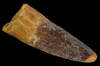 Spinosaurus Teeth For Sale - FossilEra.com