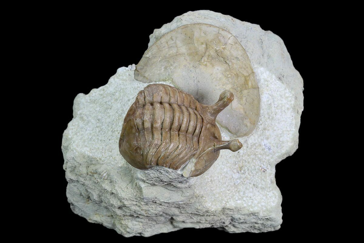Bargain, 1.4" Stalk-Eyed Asaphus Kowalewskii Trilobite - Russia ...