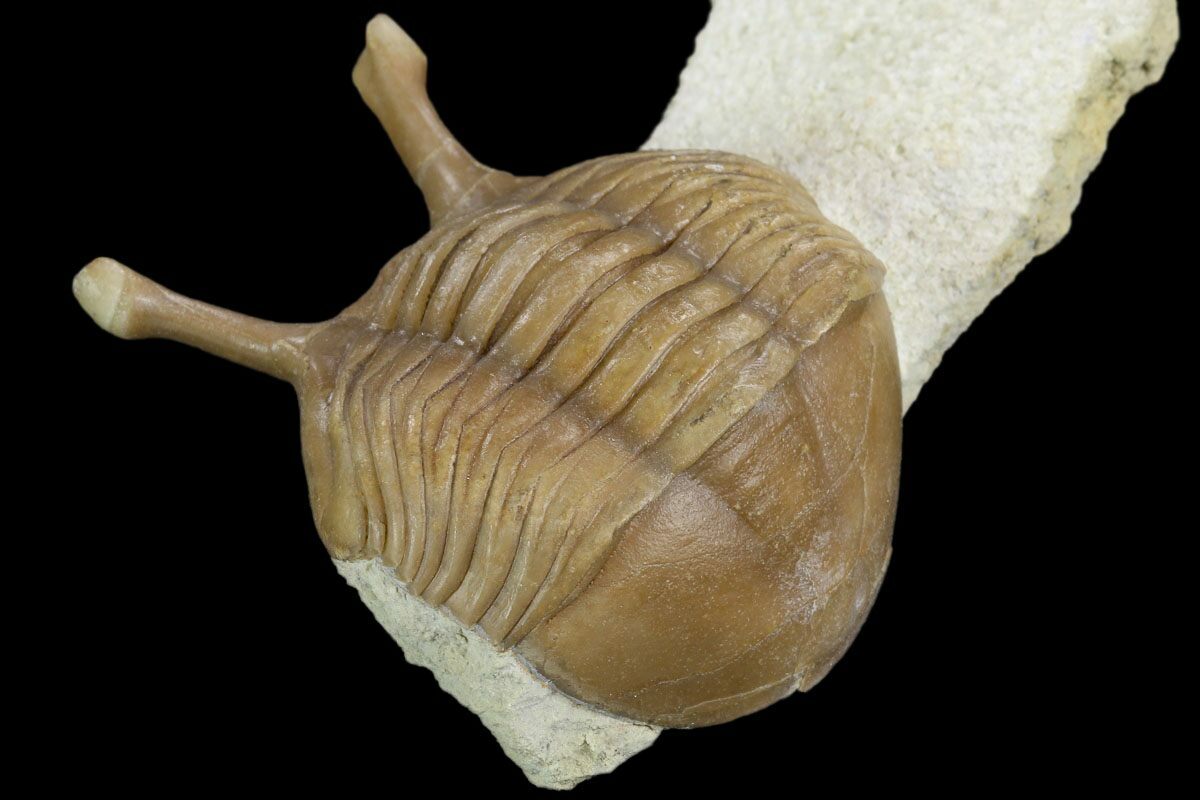 1.7" Stalk-Eyed Asaphus Kowalewskii Trilobite - Russia (#125654) For ...