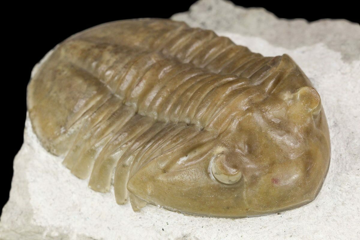 1.9" Asaphus Lepidurus Trilobite - Russia (#126143) For Sale ...