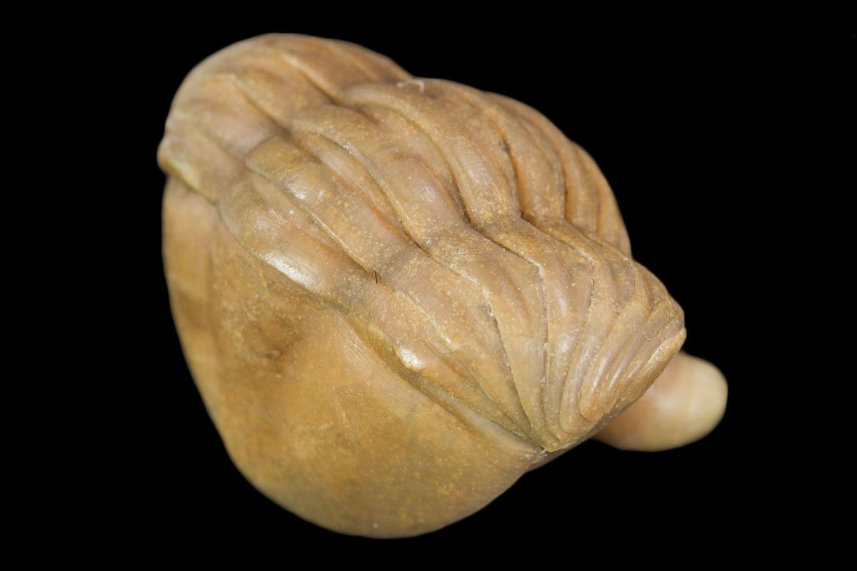 1.15" Wide, Enrolled Asaphus Trilobite - Russia (#126153) For Sale ...