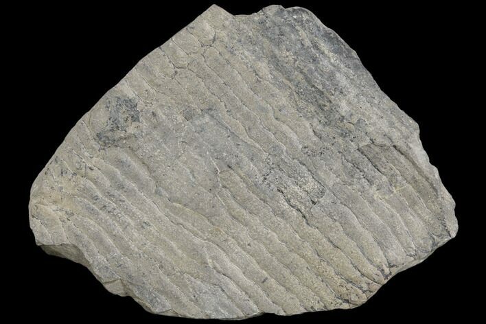 2.3" Pennsylvanian Horsetail (Calamites) Fossil - Kentucky (#126225 ...