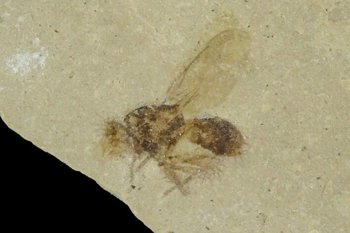 .18" Very Detailed Fly Fossil - Green River Formation (#101605) For ...