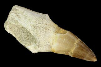 6" Mosasaur (Prognathodon) Tooth - Composite Root (#121328) For Sale ...