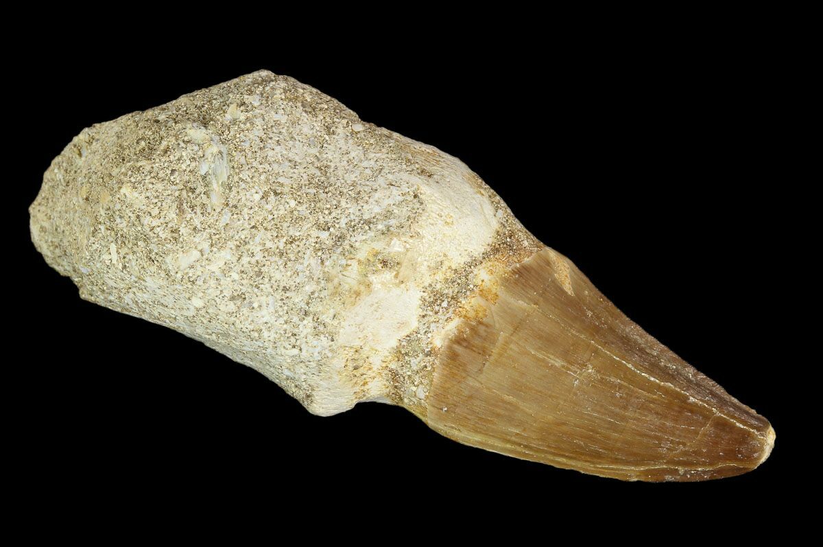 2.7" Fossil Rooted Mosasaur (Prognathodon) Tooth - Morocco (#116918 ...