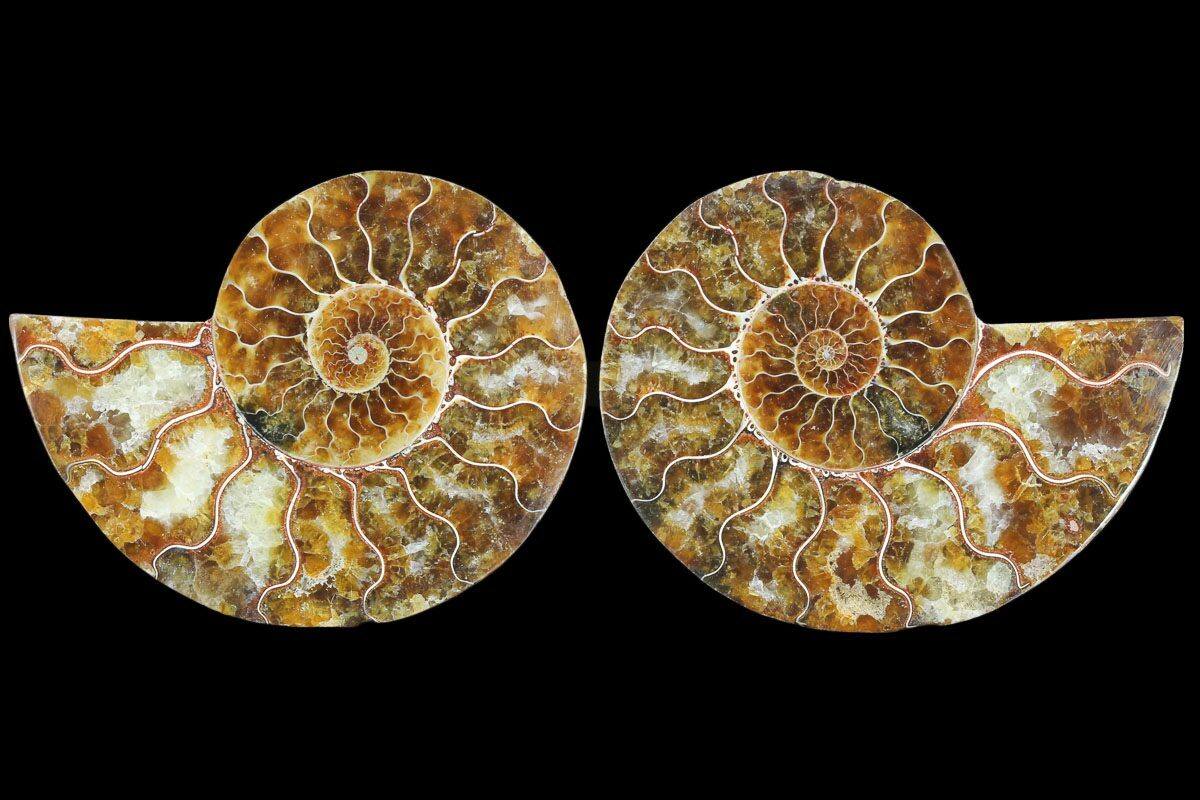 3.05" Sliced Ammonite Fossil - Agatized (#125016) For Sale - FossilEra.com