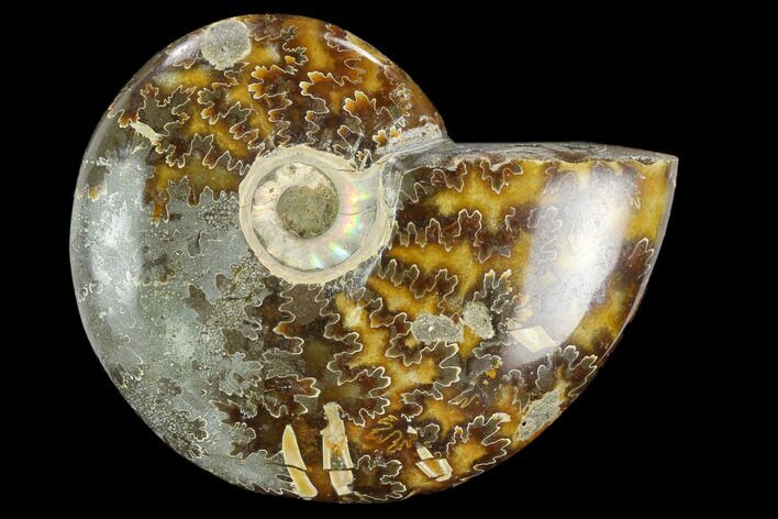 2.3" Polished, Agatized Ammonite (Cleoniceras) - Madagascar (#119157 ...