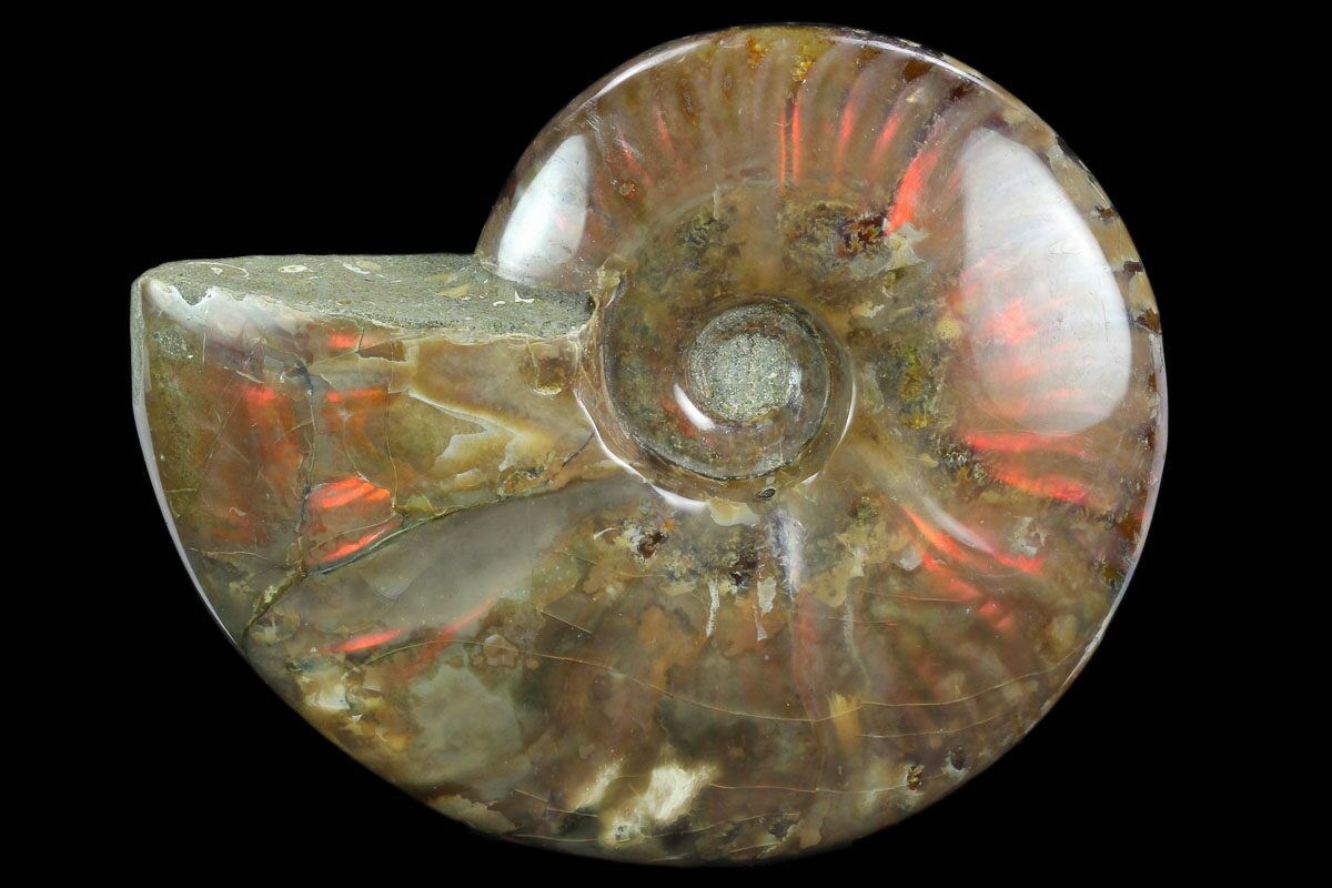 Flashy Red Iridescent Ammonite - 4.1" Wide (#127904) For Sale ...