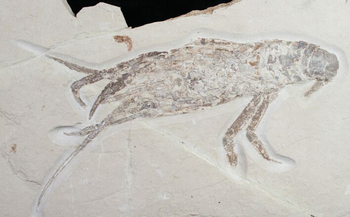 Huge 9" Cretaceous Lobster Fossil - (#8934) For Sale - FossilEra.com