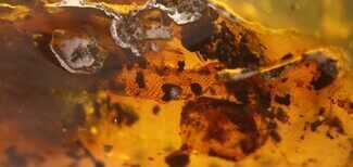 Amber For Sale - FossilEra.com