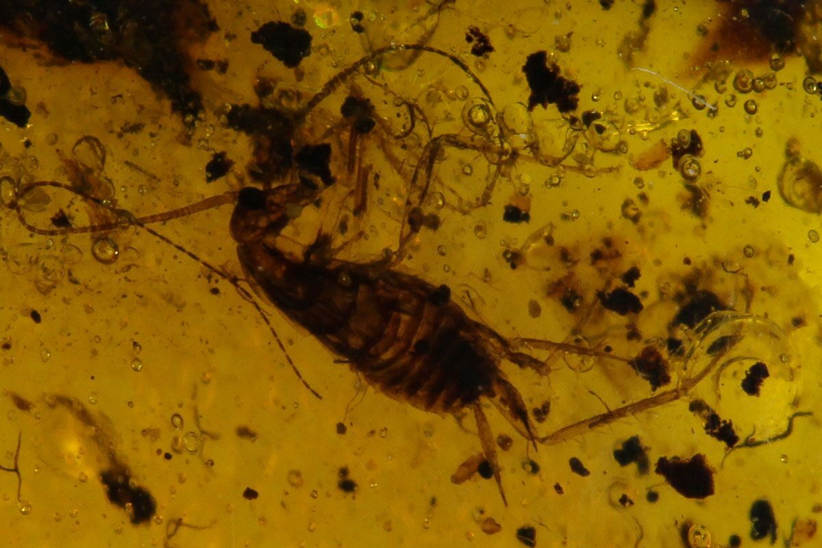 Detailed Fossil Cockroach (Blattodea) Nymph In Amber - Myanmar For Sale ...