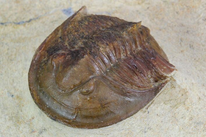 1" Tropidocoryphe Trilobite - Rare Proetid With Axial Spines (#128983 ...