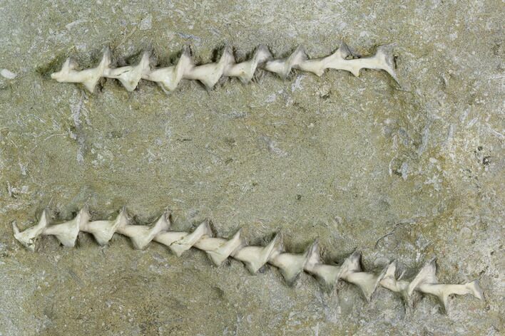 Two Archimedes Screw Bryozoan Fossils - Illinois (#129642) For Sale ...