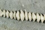7.6" Archimedes Screw Bryozoan Fossil - Illinois (#130232) For Sale ...