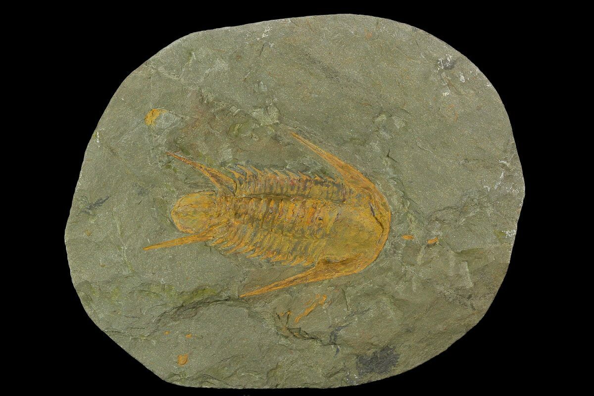 2.4" Unusual Myopsolenites Cambrian Trilobite - Tinjdad, Morocco ...