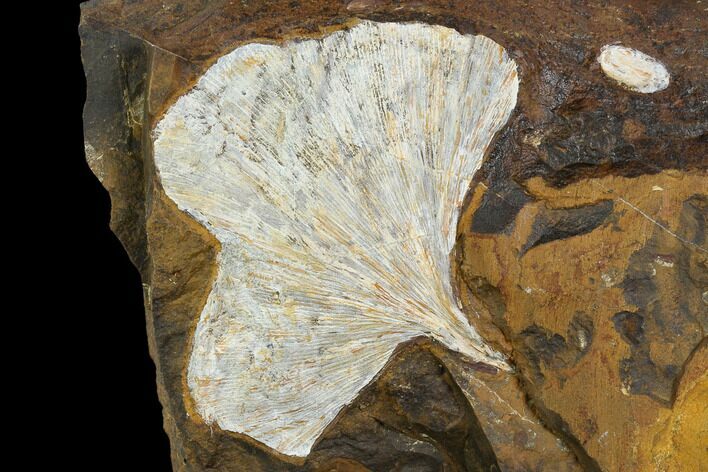 3" Fossil Ginkgo Leaf From North Dakota - Paleocene (#130431) For Sale ...