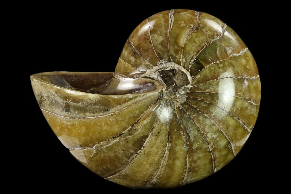 4.6" Polished Fossil Nautiloid (Cymatoceras) - Madagascar (#133185) For ...
