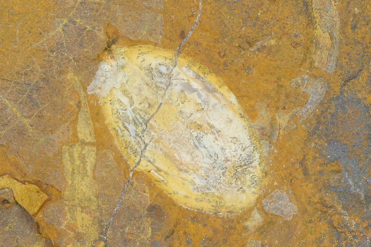 .56" Paleocene Fossil Seed Pod - North Dakota (#133023) For Sale ...