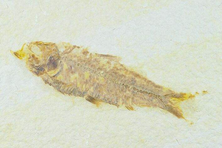 Bargain, 3.1" Bargain Fossil Fish (Knightia) - Green River Formation ...