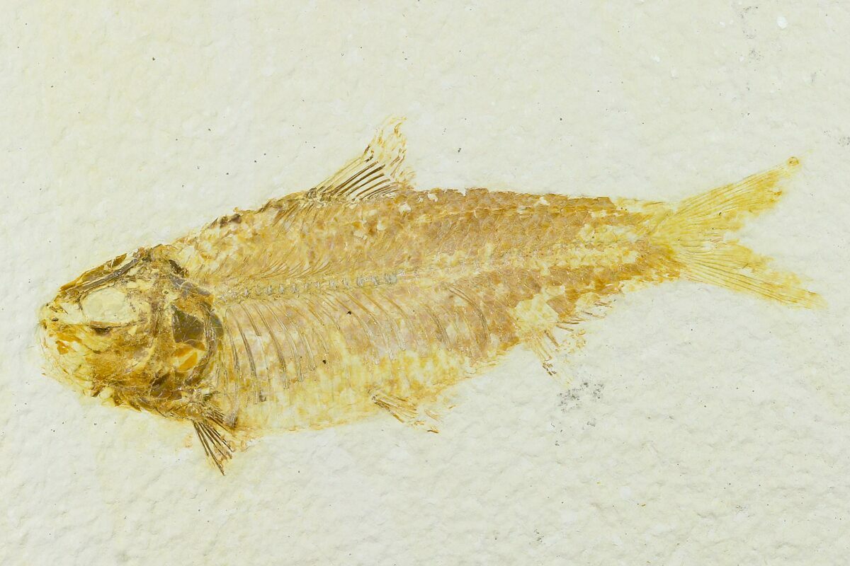 Bargain, 4" Fossil Fish (Knightia) - Green River Formation (#134023 ...