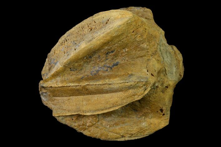1.75" Blastoid (Pentremites) Fossil - West Virginia (#135584) For Sale ...