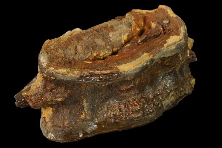 2.6" Cretaceous Swordfish (Protosphyraena) Vertebra - Kansas (#136490 ...