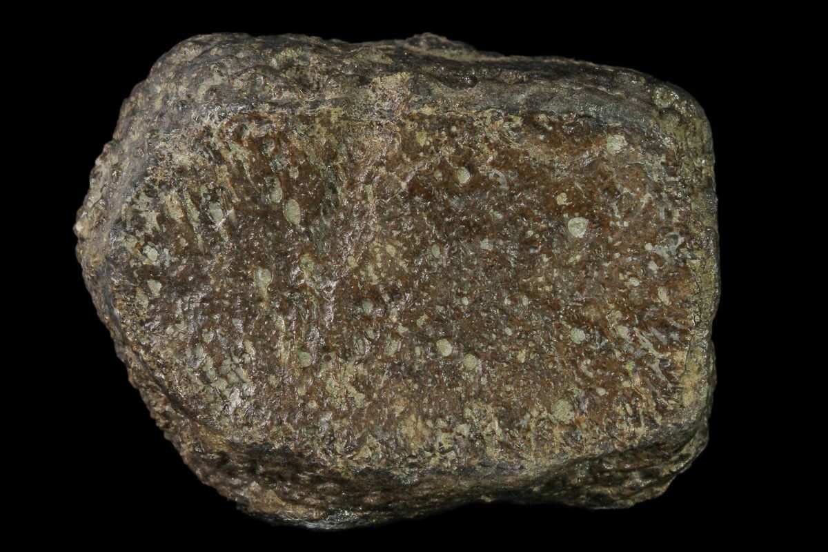 1.7" Fossil Ichthyosaur (Opthalmosaurus) Flipper Digit - England ...