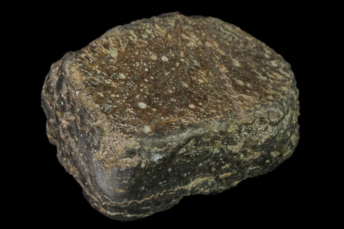 1.7" Fossil Ichthyosaur (Opthalmosaurus) Flipper Digit - England ...