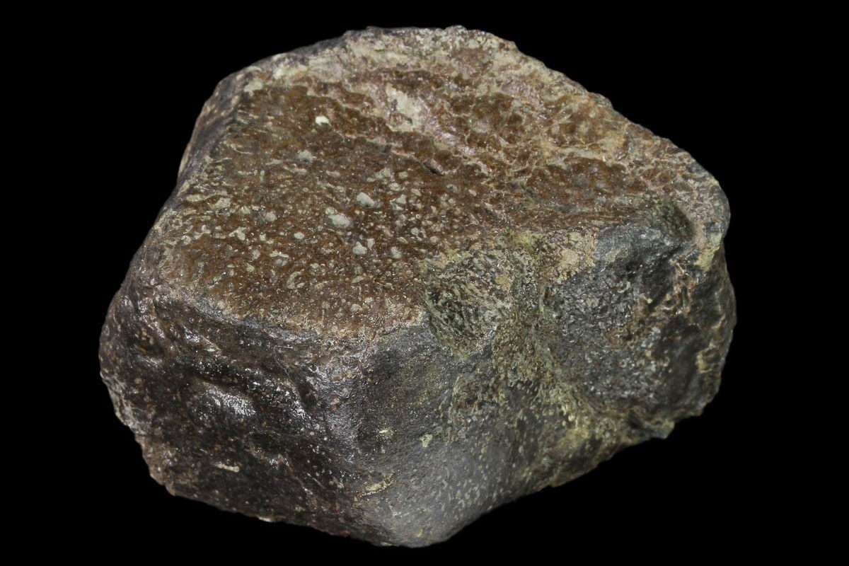 2" Fossil Ichthyosaur (Opthalmosaurus) Flipper Digit - England (#136742 ...