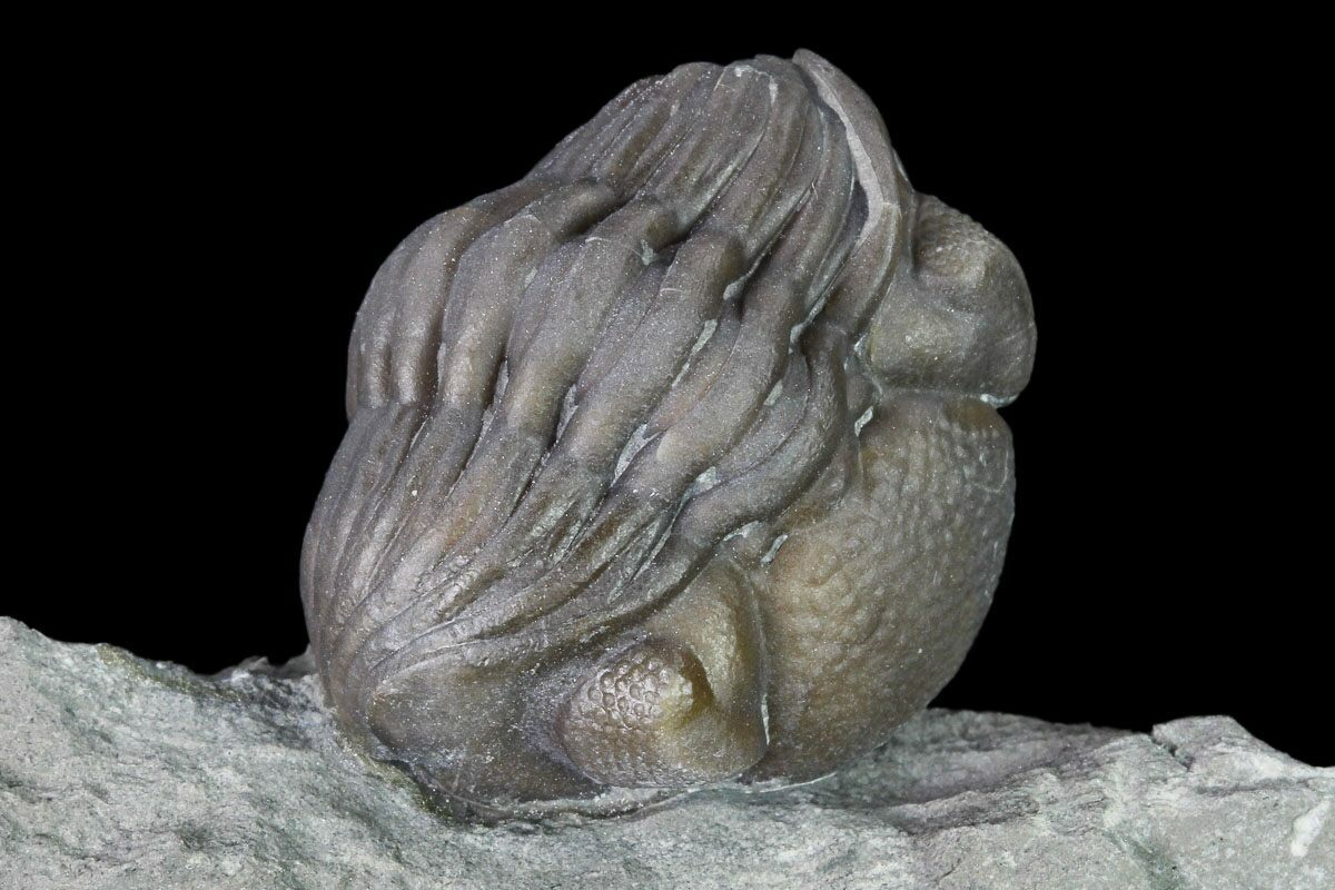 1.1" Wide Enrolled Eldredgeops Trilobite - Silica Shale (#137263) For ...