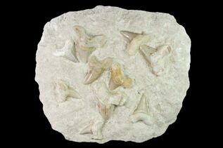Fossils For Sale - FossilEra.com