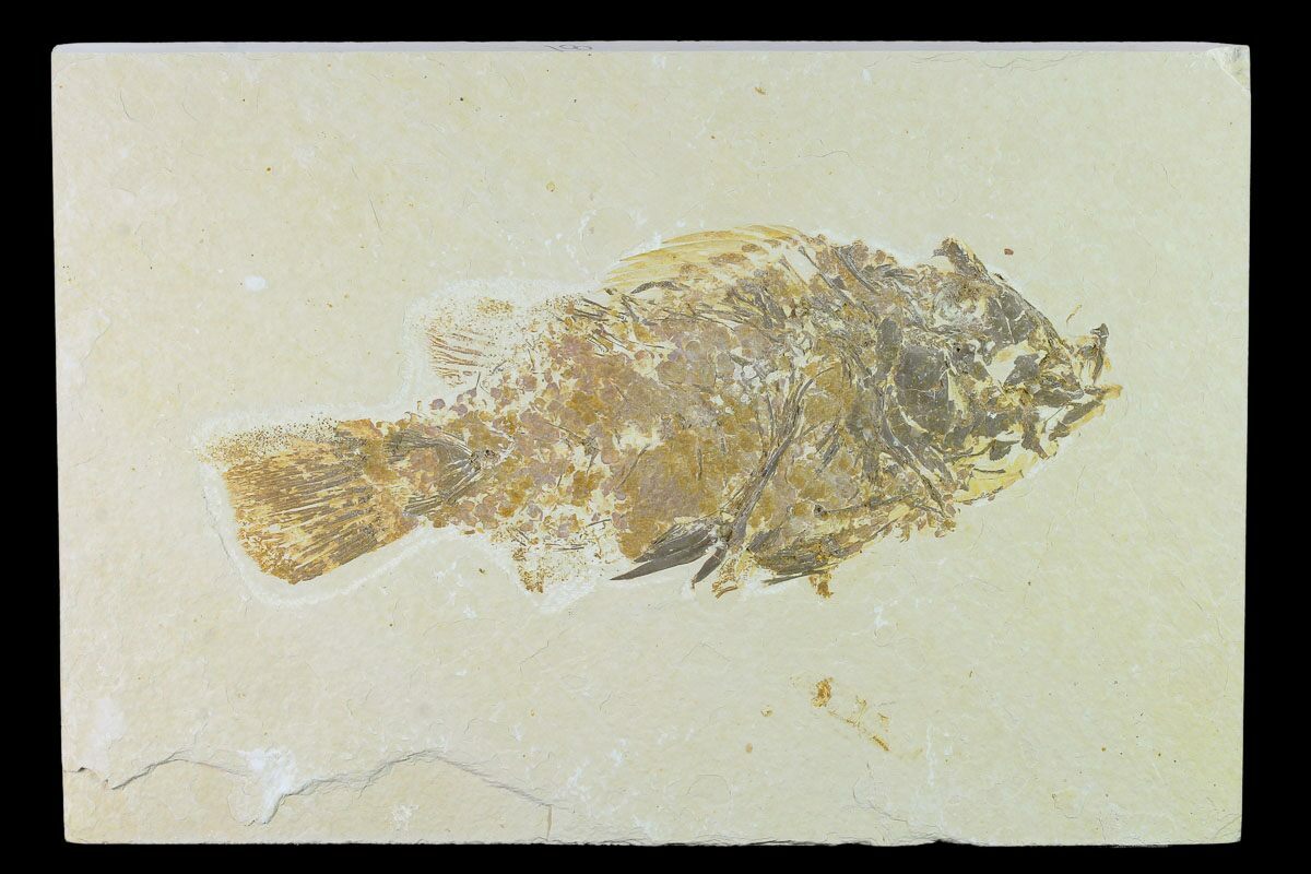 Bargain 7.8" Fossil Fish (Priscacara) - Green River Formation (#138454 ...