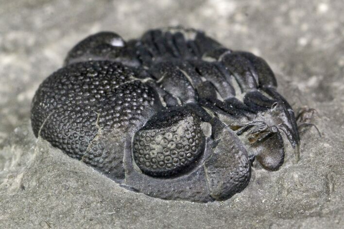 Partial .6" Eldredgeops Trilobite Fossil - New York (#138790) For Sale ...