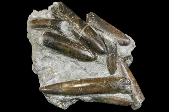 5.8" Fossil Belemnite (Paxillosus) Cluster - Mistelgau, Germany ...