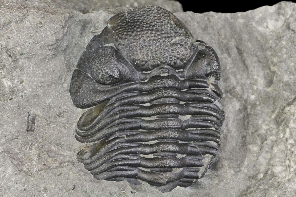 Bargain, .67" Eldredgeops Trilobite Fossil - New York (#138813) For ...