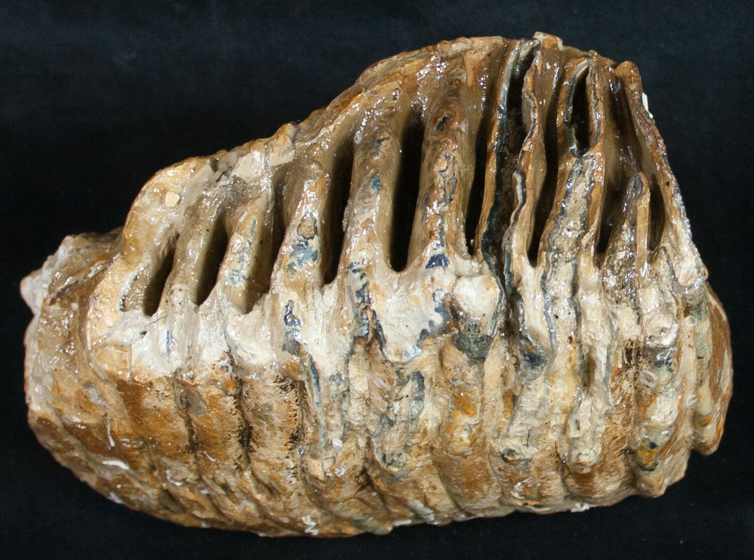 Juvenile Woolly Mammoth Molar (#9682) For Sale - FossilEra.com