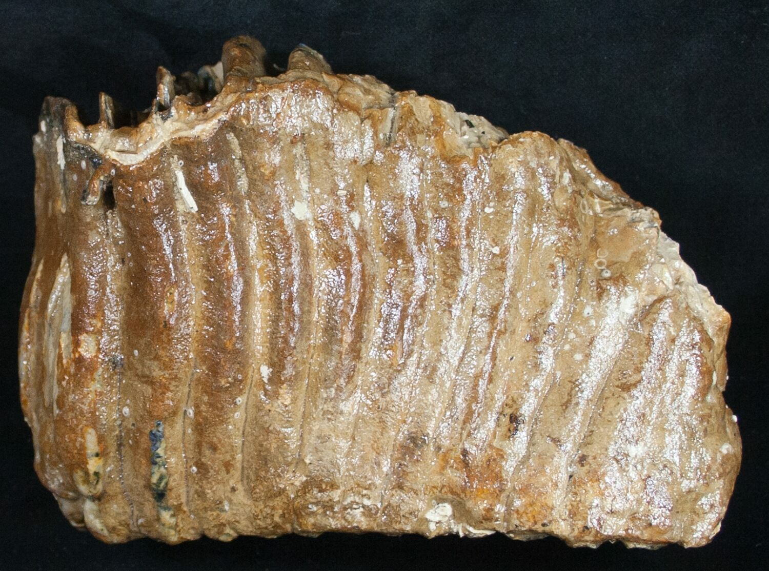 Juvenile Woolly Mammoth Molar (#9682) For Sale - FossilEra.com