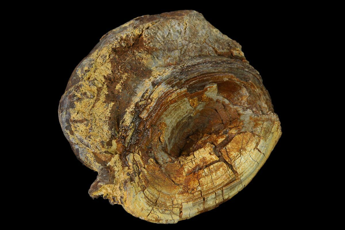 2.2" Fossil Xiphactinus (Cretaceous Fish) Vertebra - Kansas (#139314 ...